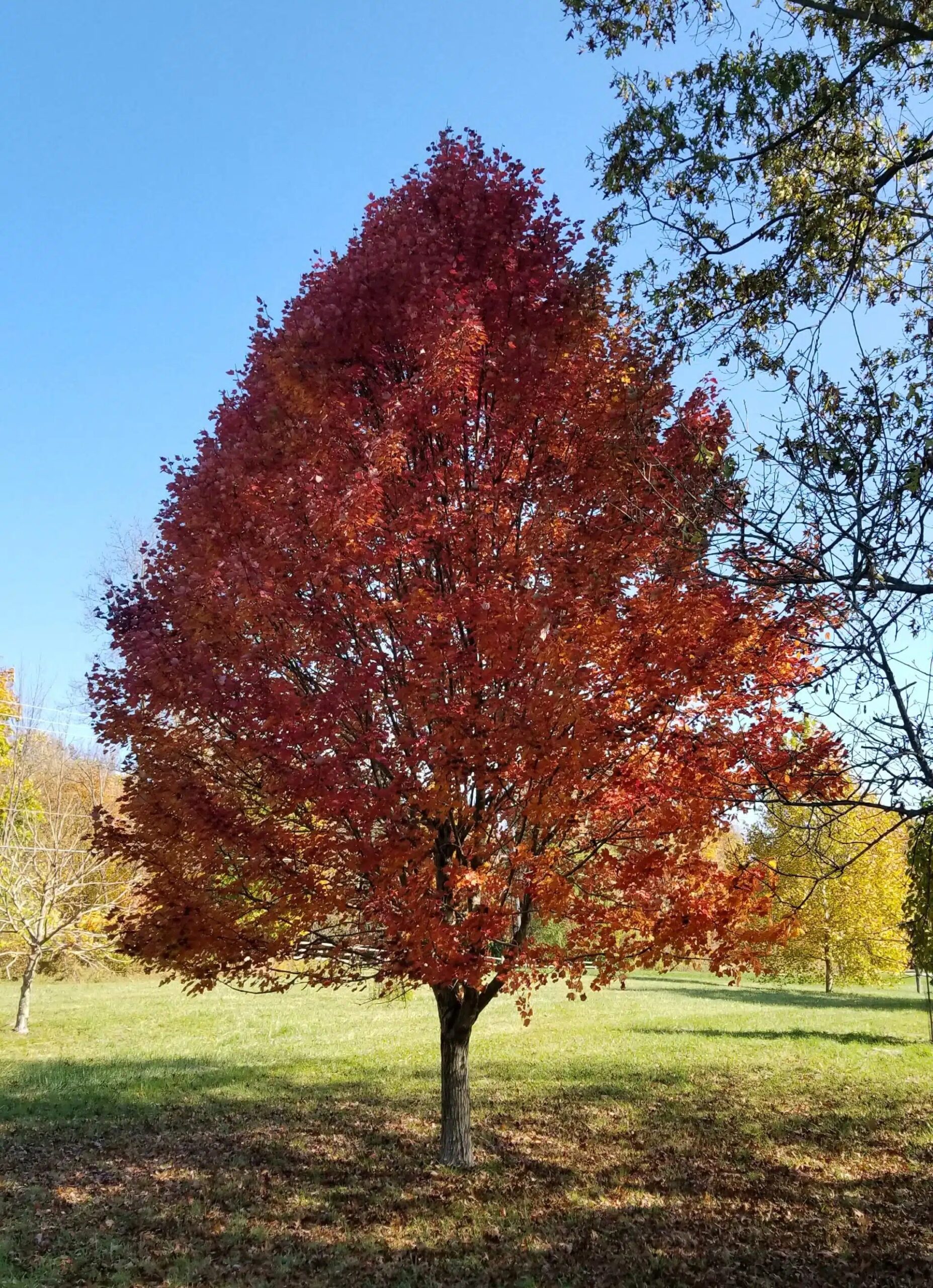 Brandywine Maple | Turcks Trees