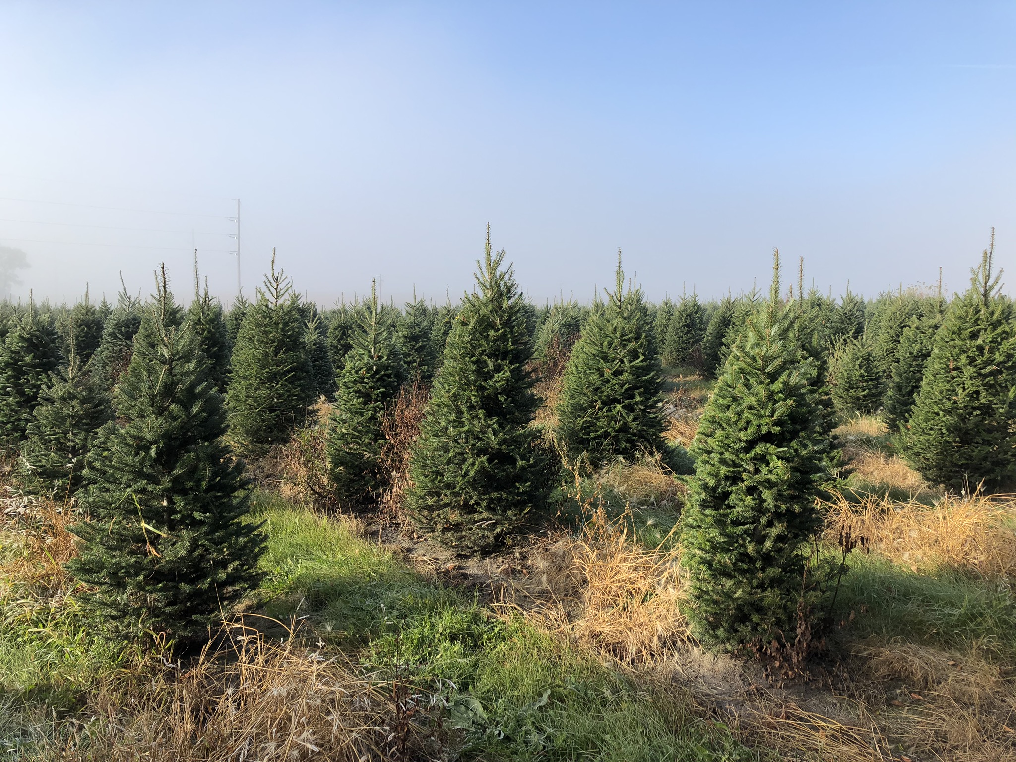 Balsam Fir | Turcks Trees