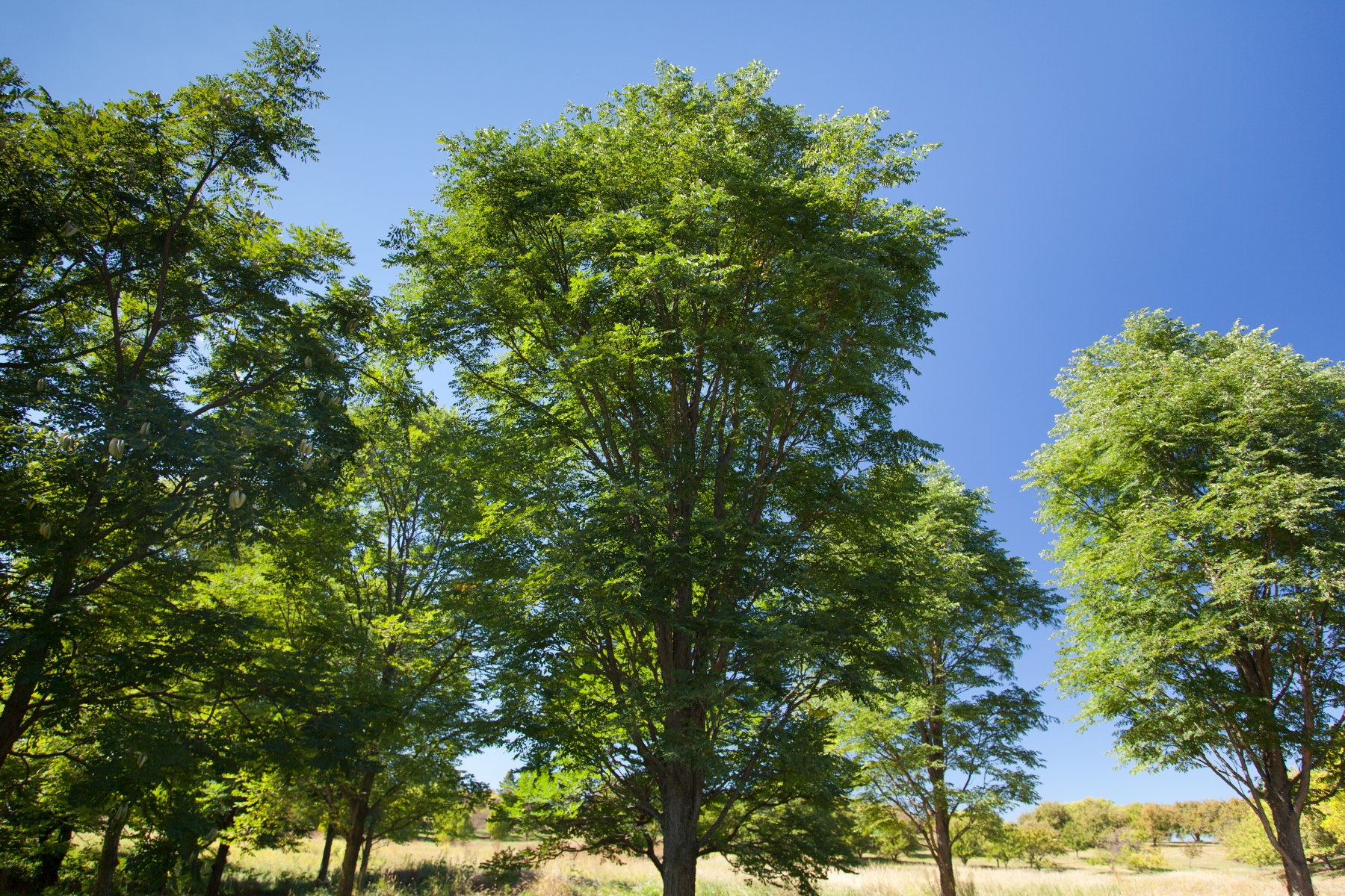Kentucky Coffeetree | Turcks Trees