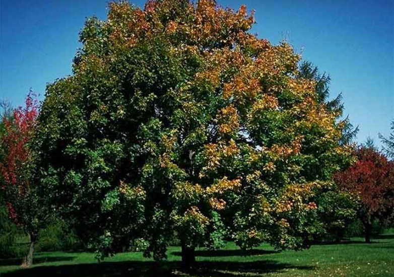 Deborah 'Norway' Maple | Turcks Trees