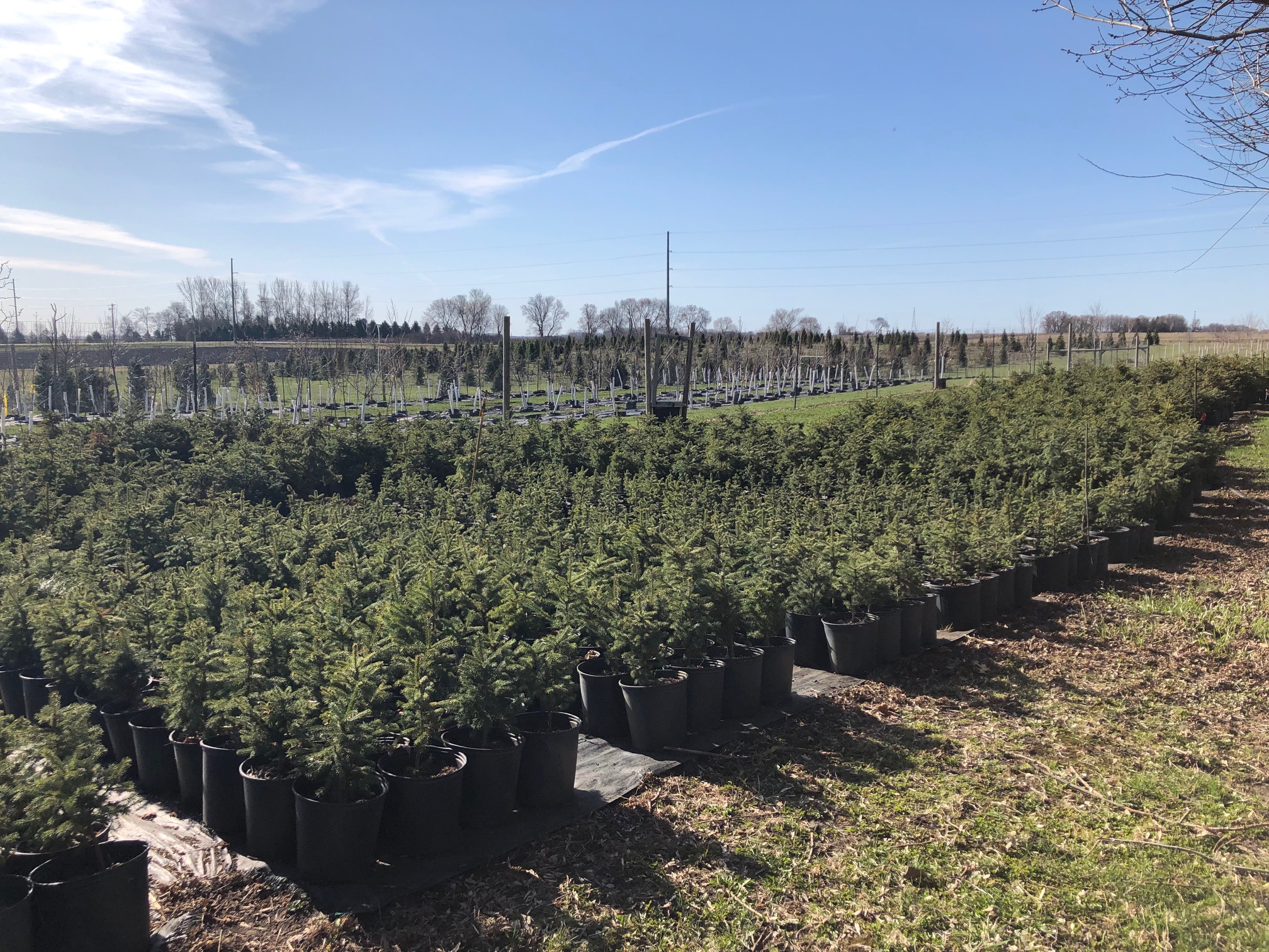 Landscaping Trees - Planning Season | Turcks Trees